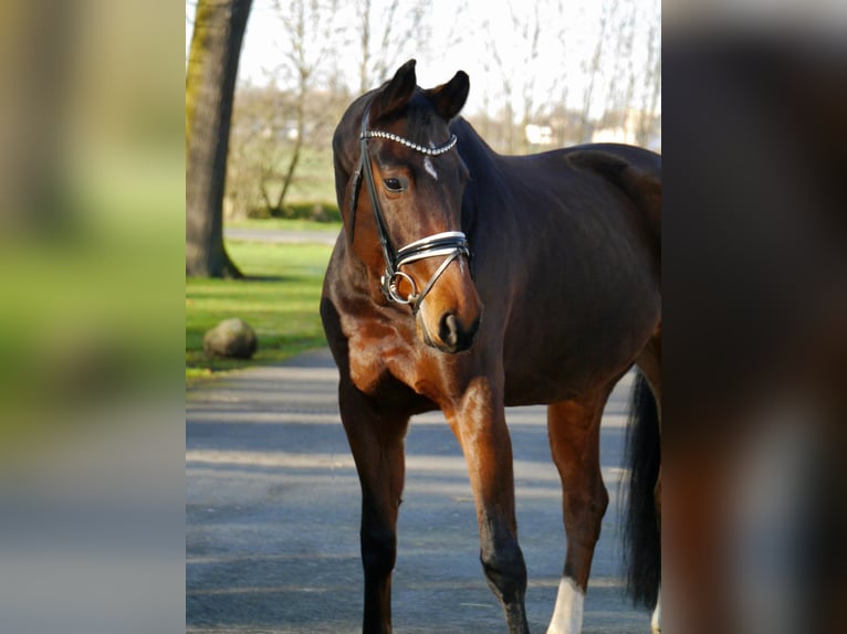 Oldenburger Wallach 10 Jahre 172 cm Brauner in Ennigerloh