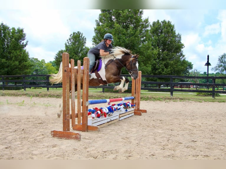Piebald Horse Jumping