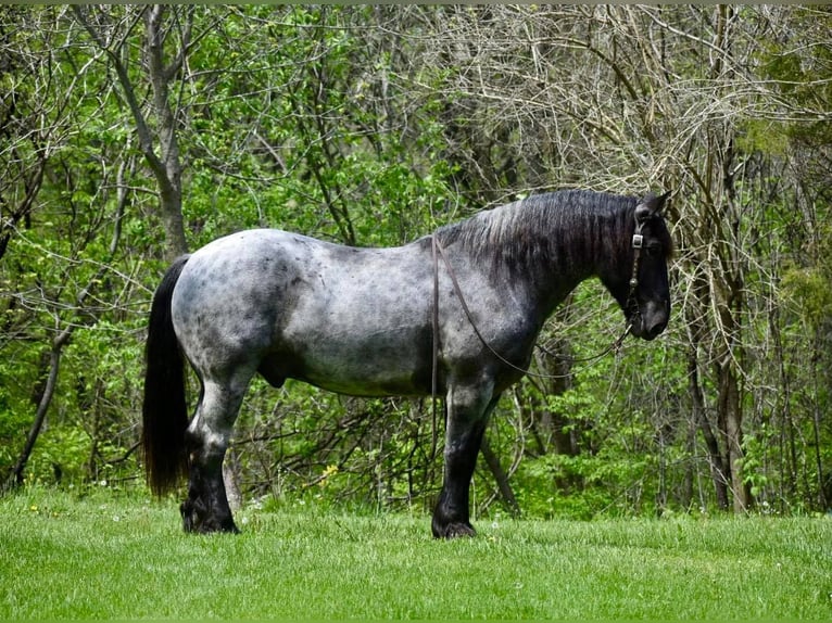 Roan Percheron