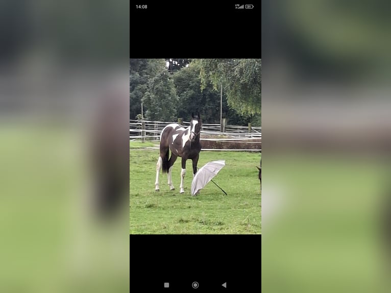 Pinto Horse Castrone 1 Anno 169 cm Pezzato in Passau