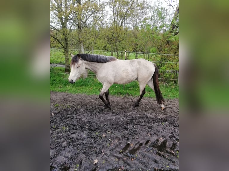 Poney de selle allemand Hongre 3 Ans Buckskin in Barmstedt Poney de selle allemand Hongre 3 Ans Buckskin in Barmstedt