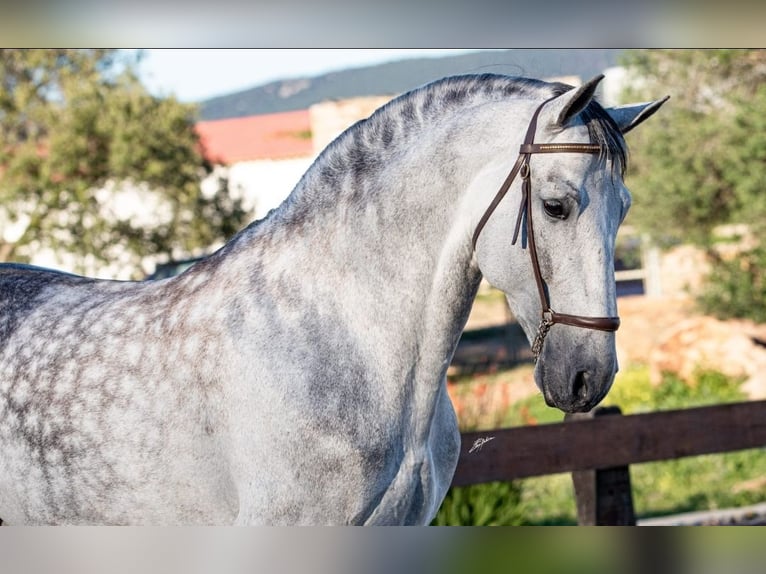 PRE Mix Hengst 8 Jahre 168 cm Apfelschimmel in Martfeld