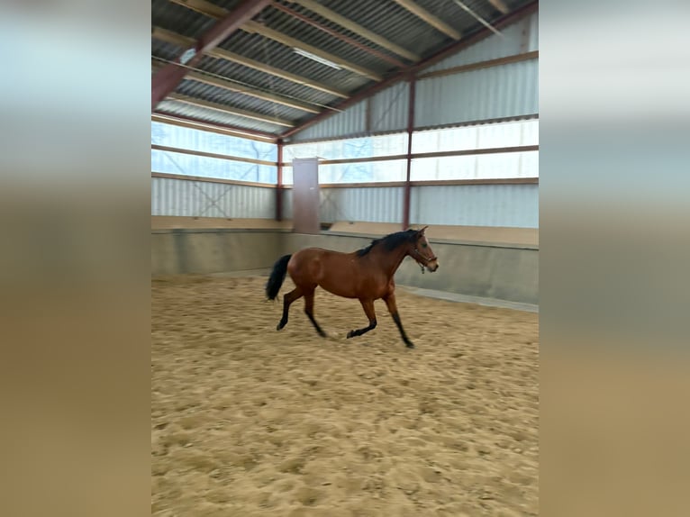 PRE Mix Mare 14 years 15,2 hh Brown in Coesfeld