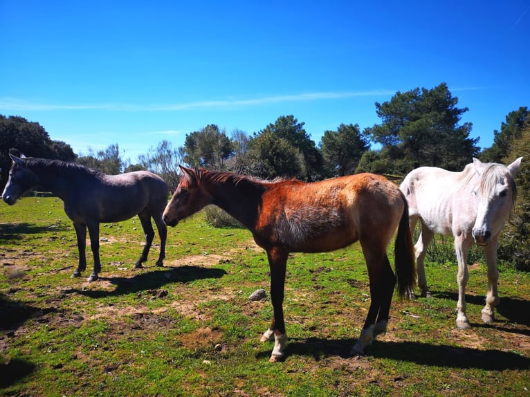 PRE Mare 1 year in Madrid