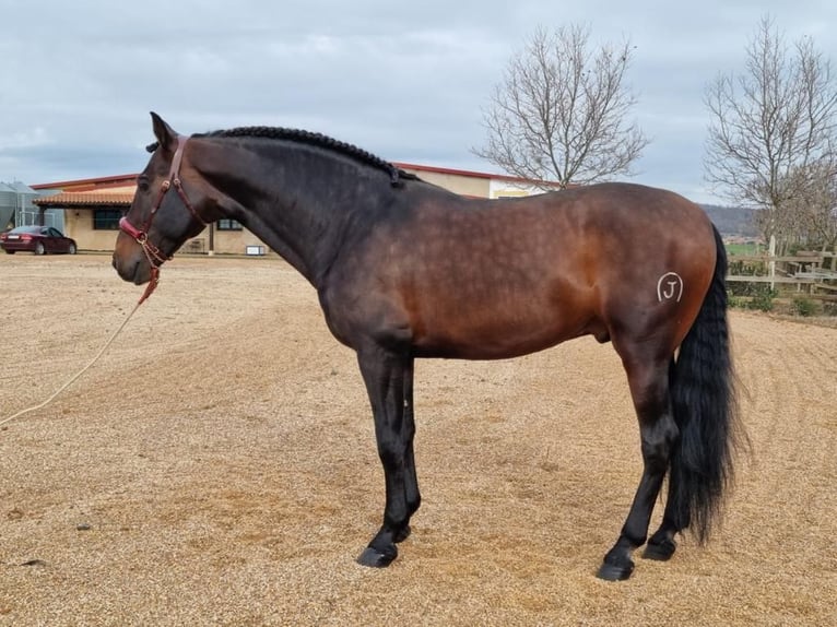 PRE Mare 1 year in Madrid
