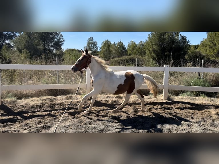 Quarter Pony Mix Hengst 2 Jahre 140 cm Schecke in Naquera