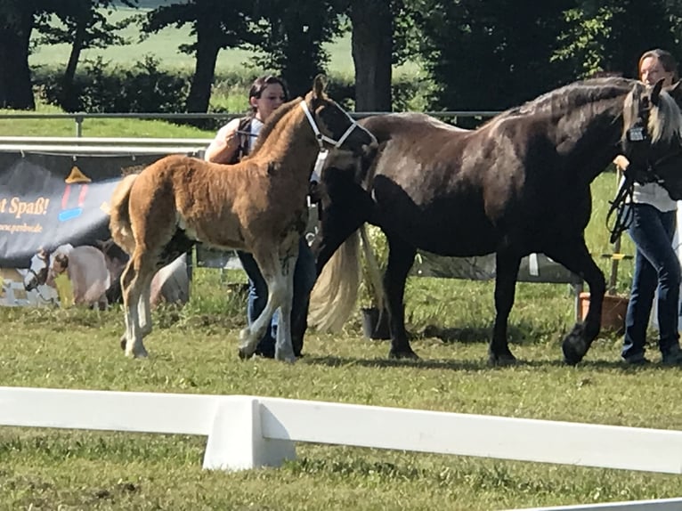Schwarzwälder Fuchs Hengst Fohlen (04/2023) Dunkelfuchs in Untermarchtal