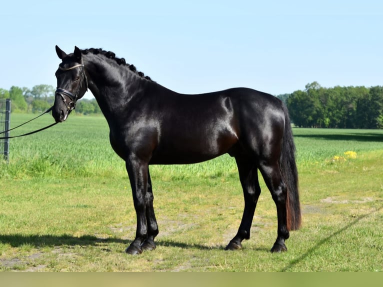 Schweres Warmblut Hengst 4 Jahre 162 cm Rappe in Klötze