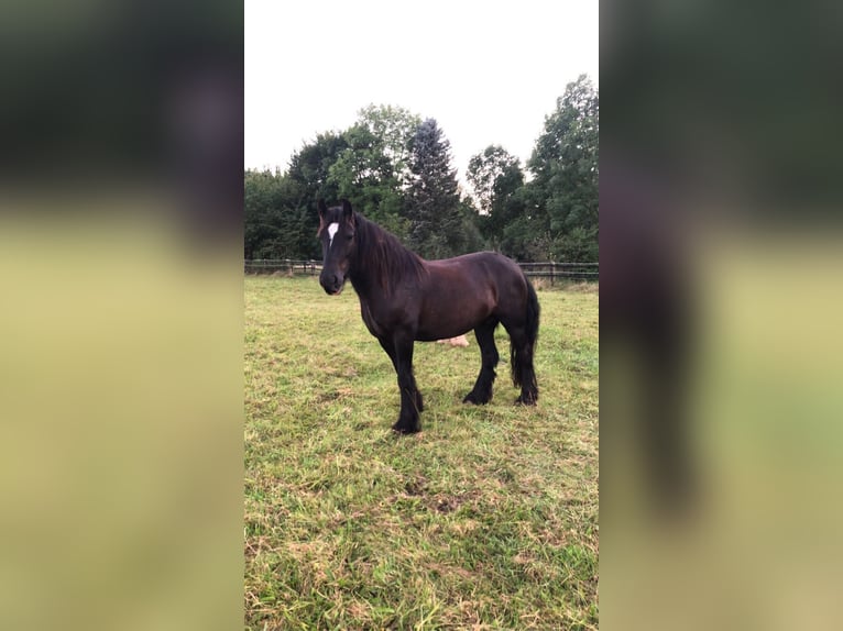 Tinker Stute 11 Jahre 146 cm Dunkelbrauner in Oerlinghausen