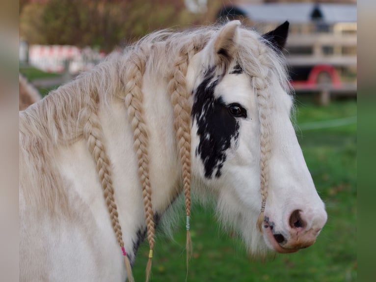 Tinker Stute 5 Jahre 137 cm Schecke in Kranichfeld