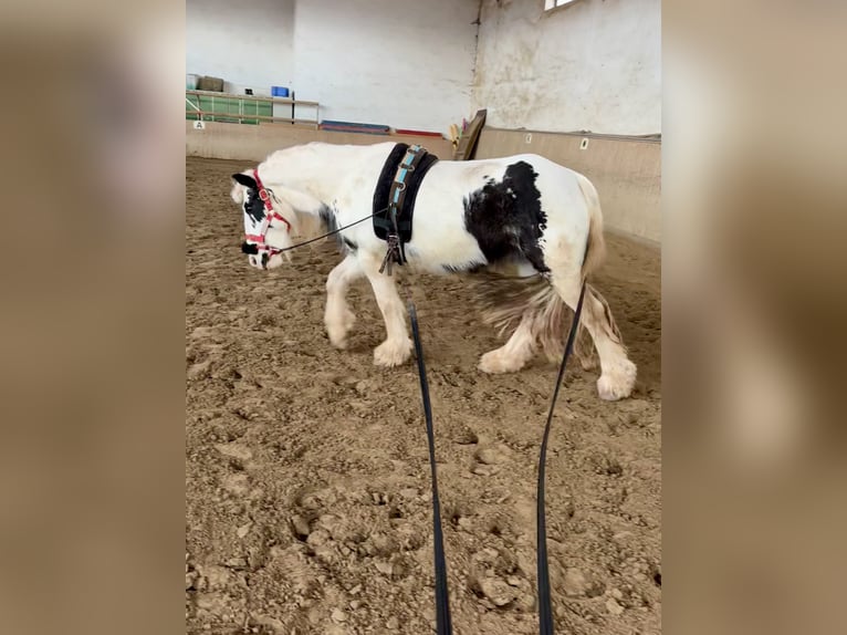 Tinker Stute 5 Jahre 137 cm Schecke in Kranichfeld