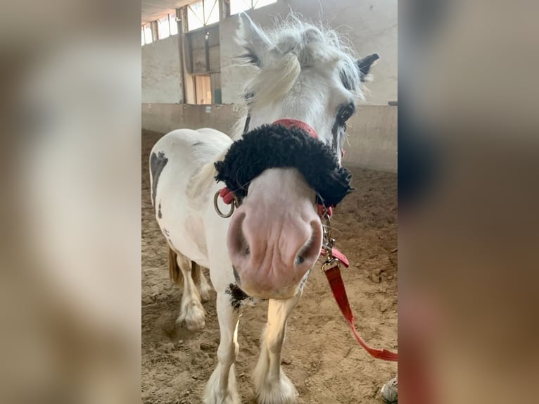 Tinker Stute 5 Jahre 137 cm Schecke in Kranichfeld