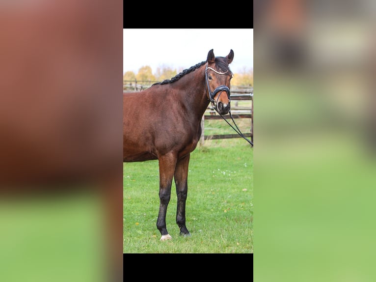 Trakehner Wallach 3 Jahre 164 cm Brauner in Pulheim