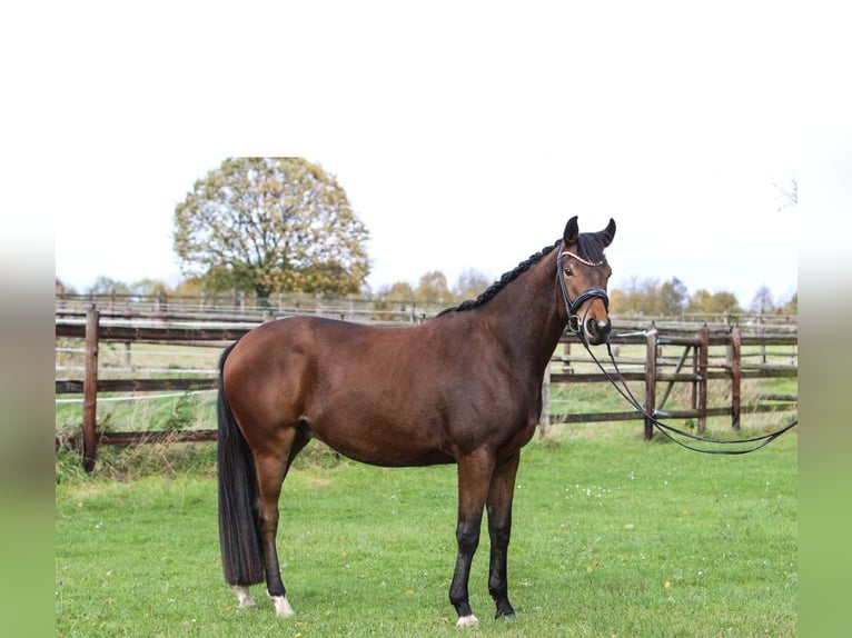Trakehner Wallach 3 Jahre 164 cm Brauner in Pulheim