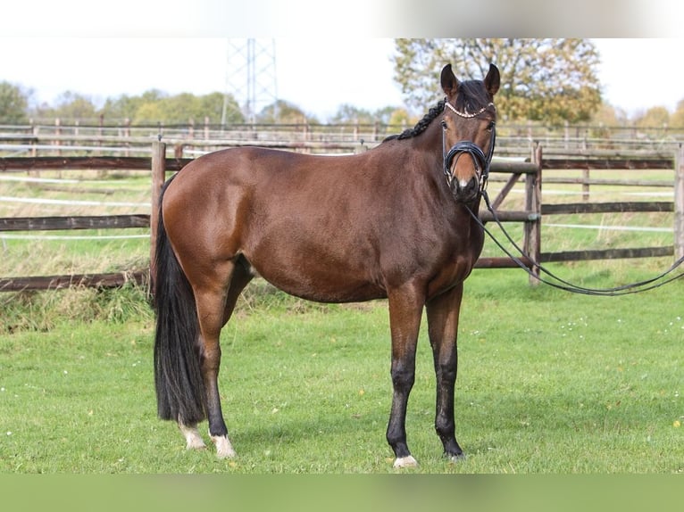 Trakehner Wallach 3 Jahre 164 cm Brauner in Pulheim
