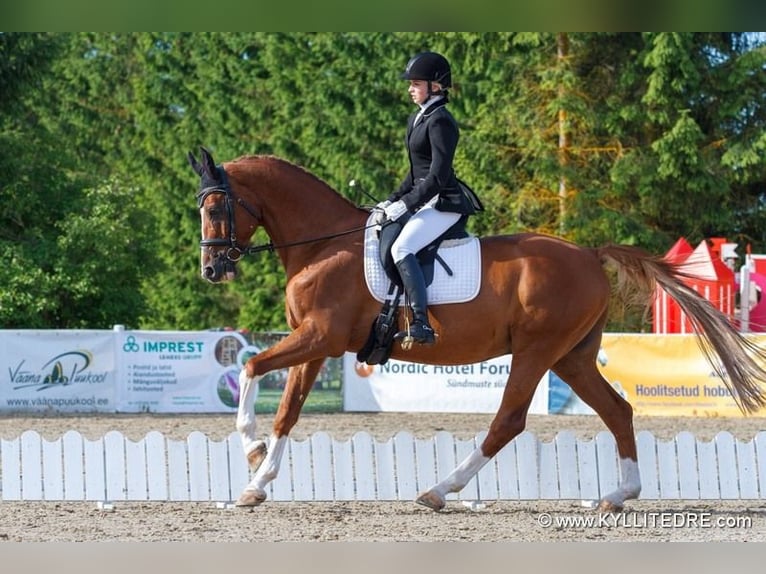 Trakehner Wallach 4 Jahre 163 cm Palomino in Ruila