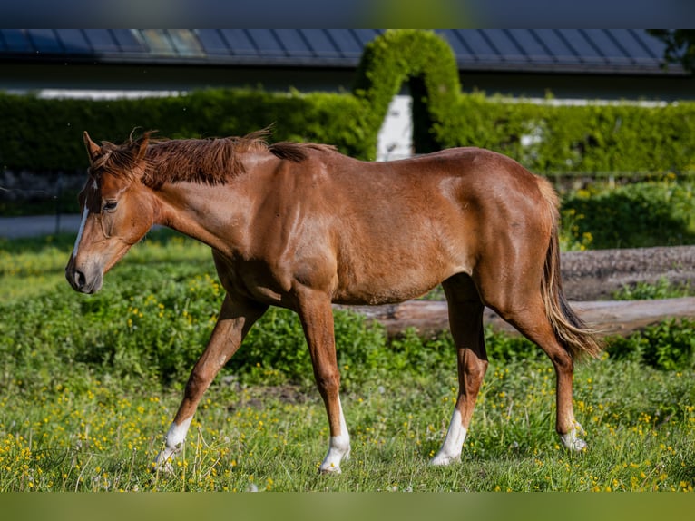 Weitere Ponys/Kleinpferde Stute 1 Jahr Fuchs in Leogang
