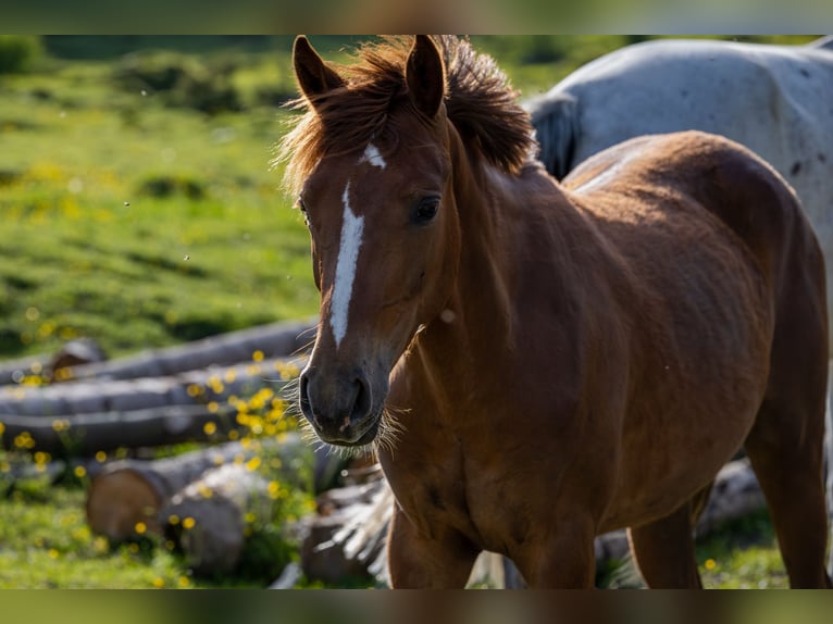 Weitere Ponys/Kleinpferde Stute 1 Jahr Fuchs in Leogang