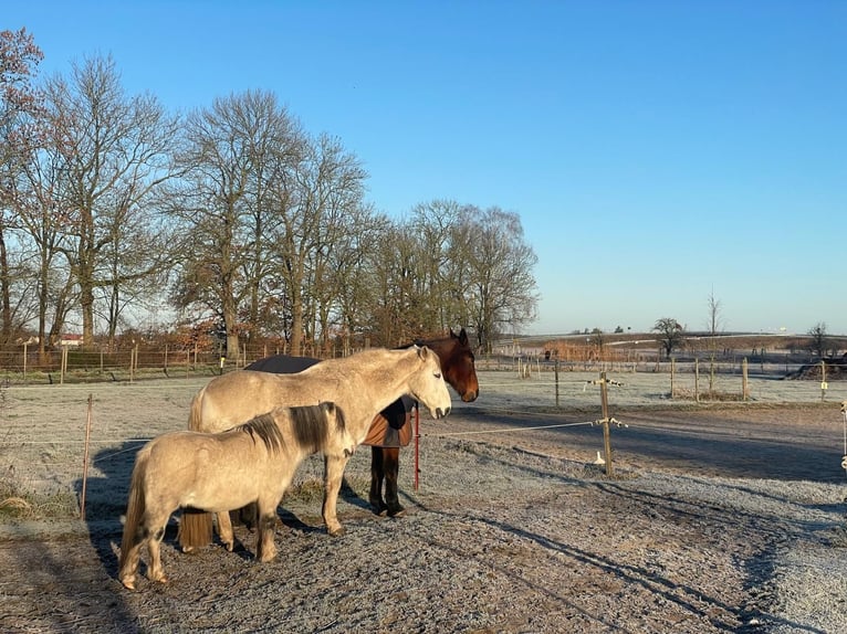 Weitere Ponys/Kleinpferde Wallach 16 Jahre 120 cm Apfelschimmel in Bensdorf