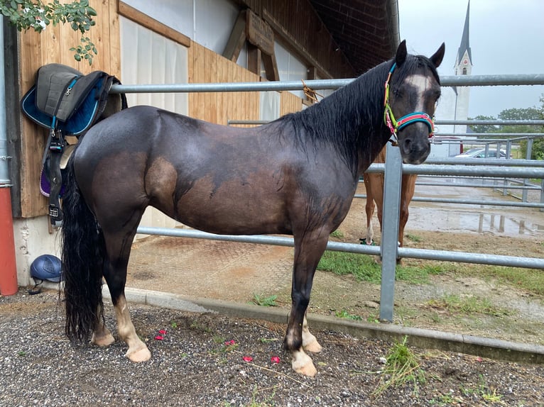 Welsh-C Stute 8 Jahre 127 cm Dunkelfuchs in Stephanskirchen