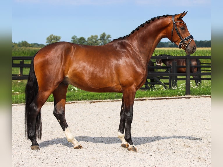 Westfale Hengst 3 Jahre 169 cm Brauner in Rees