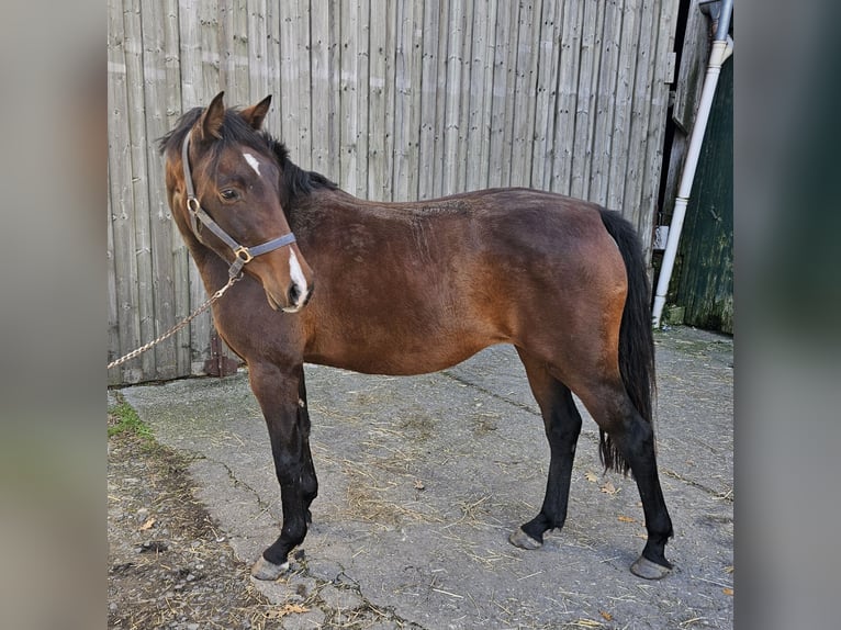 Westfale Stute 3 Jahre 160 cm Brauner in Everswinkel