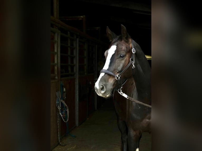 Westfale Wallach 4 Jahre 158 cm Rappe in Groß-Umstadt