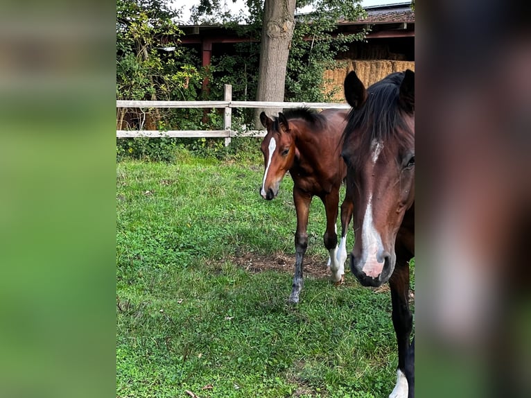 Westphalian Stallion 1 year Brown in Greven