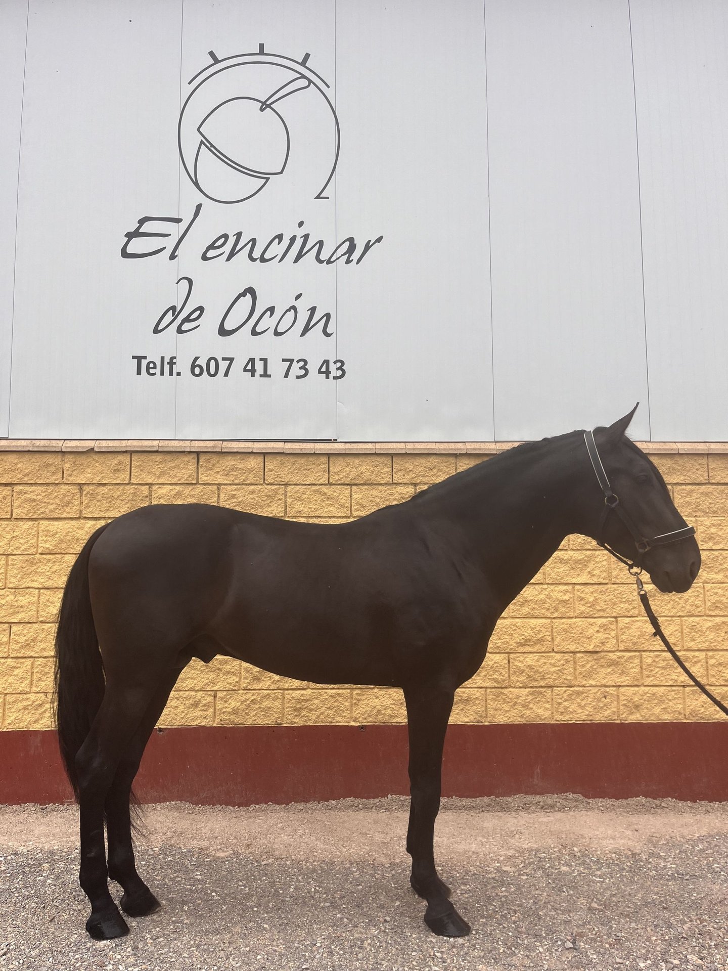 PRE Hingst 3 år 164 cm Svart in Alberite