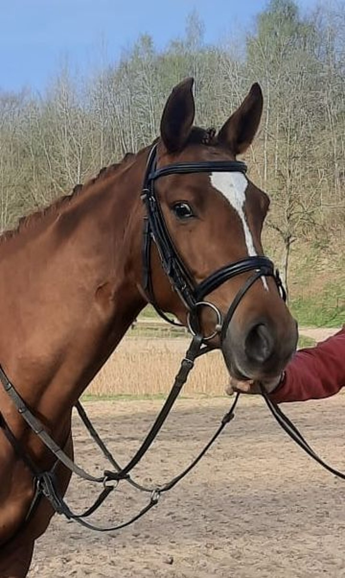 Trakehner Stute 5 Jahre 164 cm Dunkelfuchs in Scharbeutz