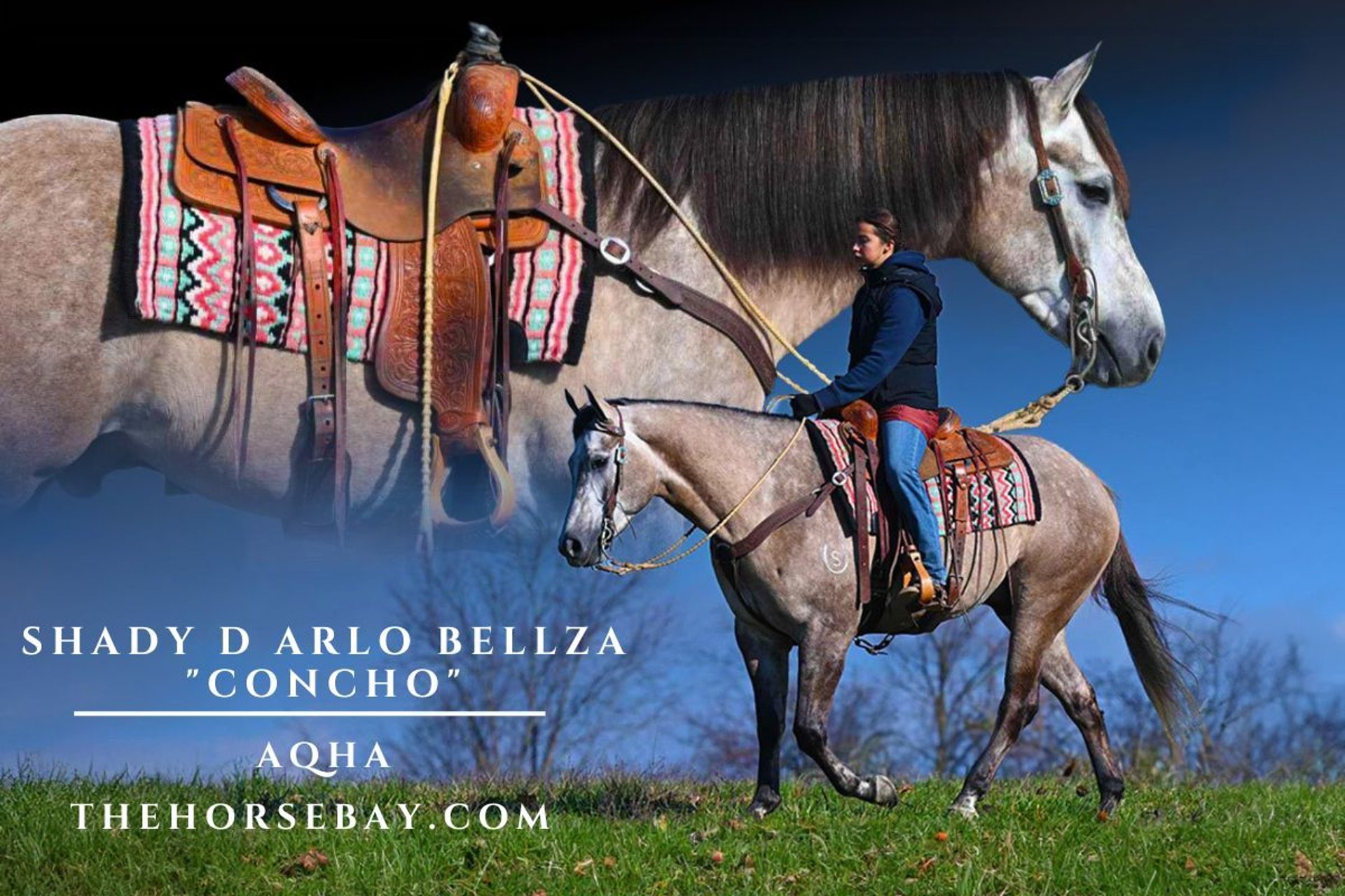 American Quarter Horse Gelding 6 years Gray in Millersburg, OH