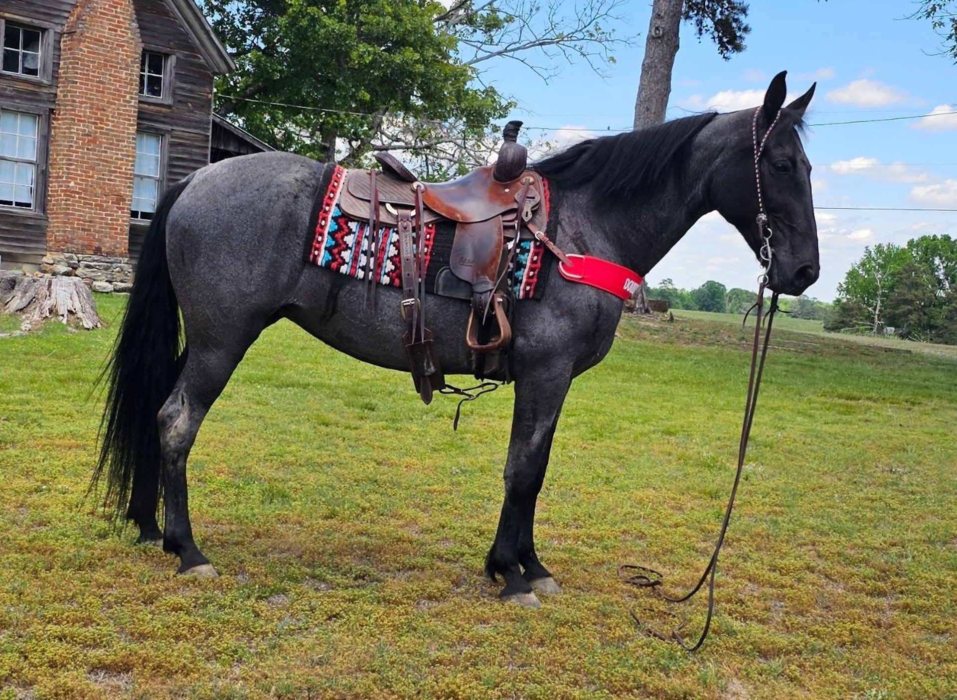 Tennessee Walking Horse Wallach 12 Jahre 152 cm Roan-Blue in Gillsville, GA