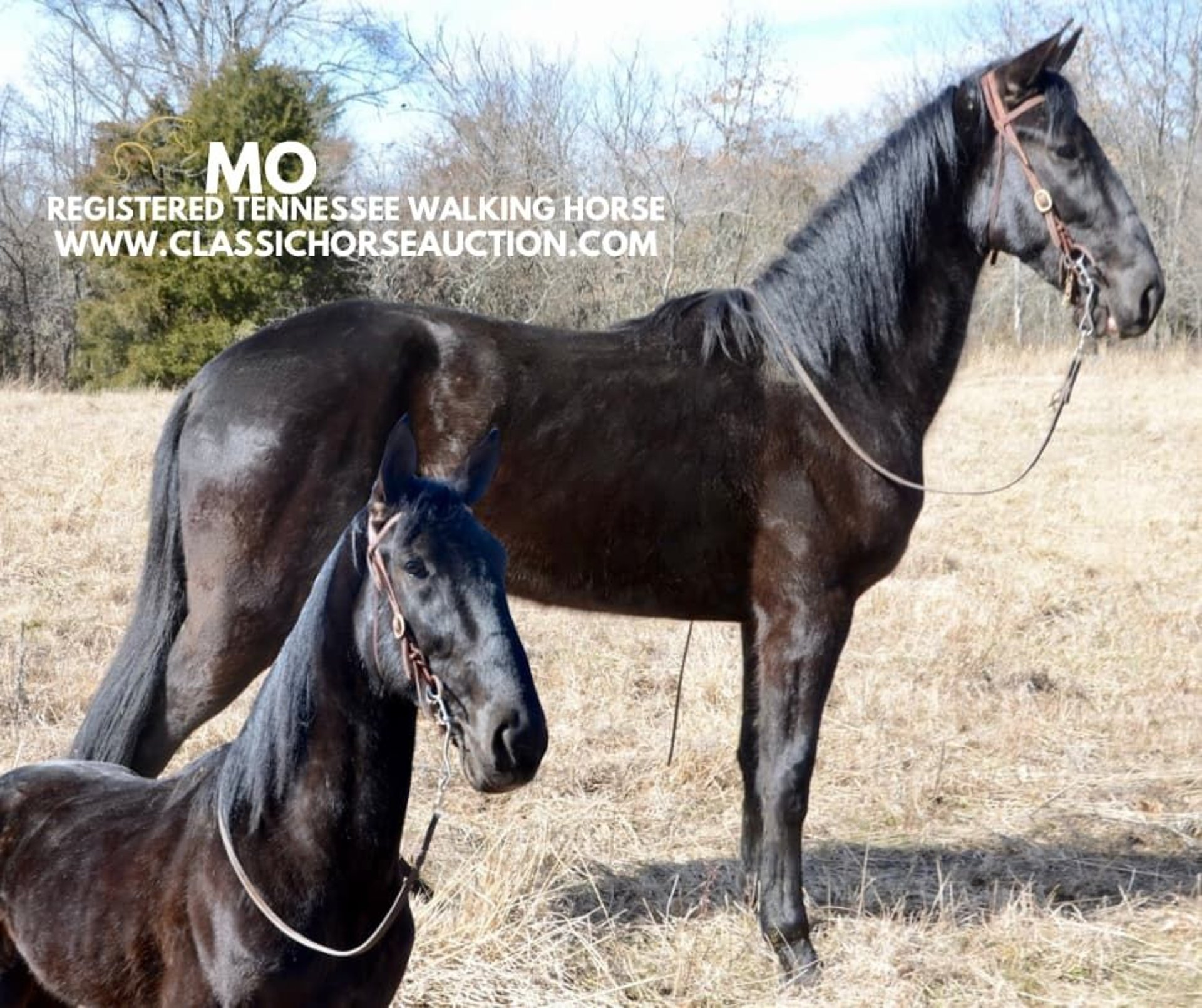 Tennessee Walking Horse Wallach 3 Jahre 152 cm Rappe in Park Hills, MO