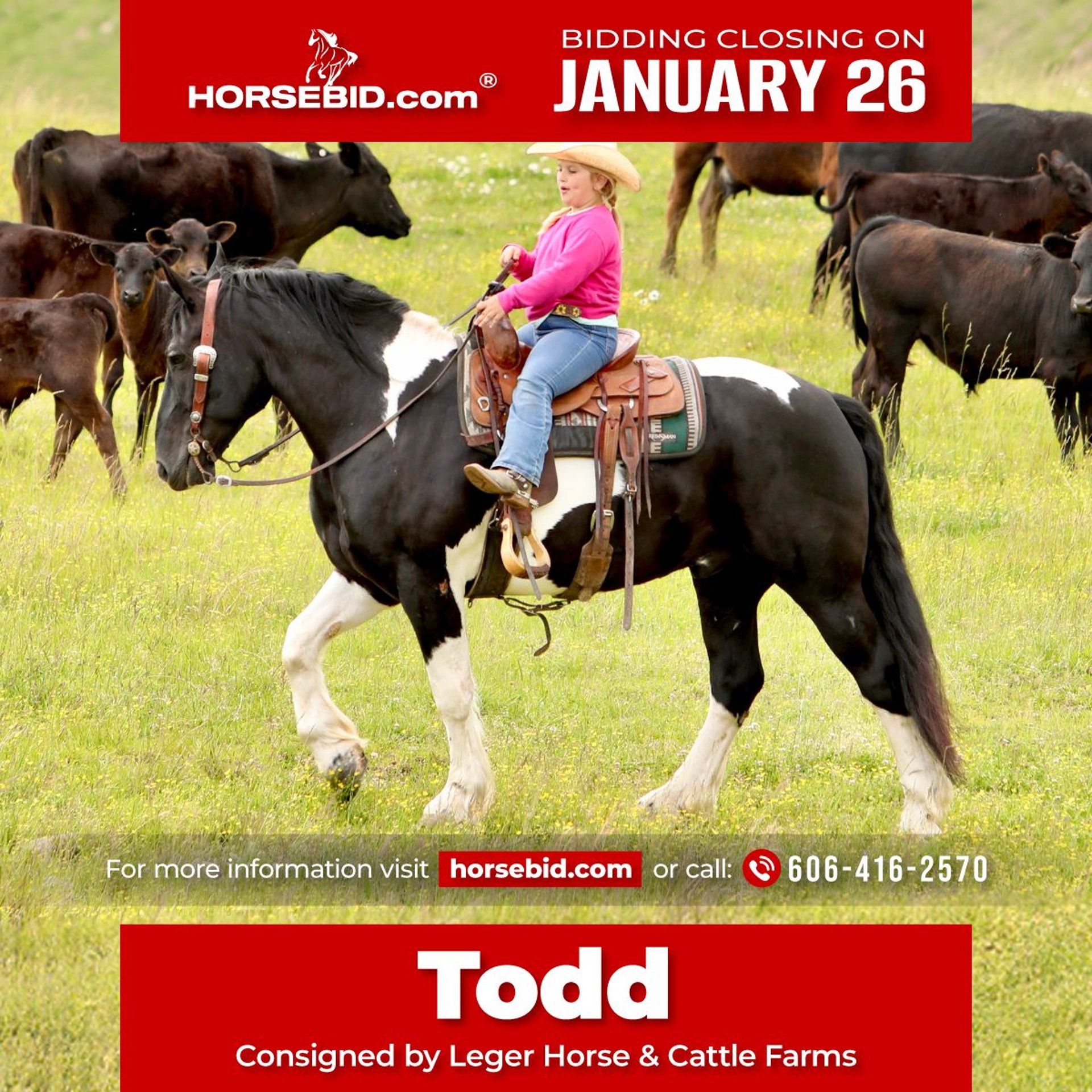 Draft Horse Mix Gelding 8 years 16 hh Pinto in Crab Orchard