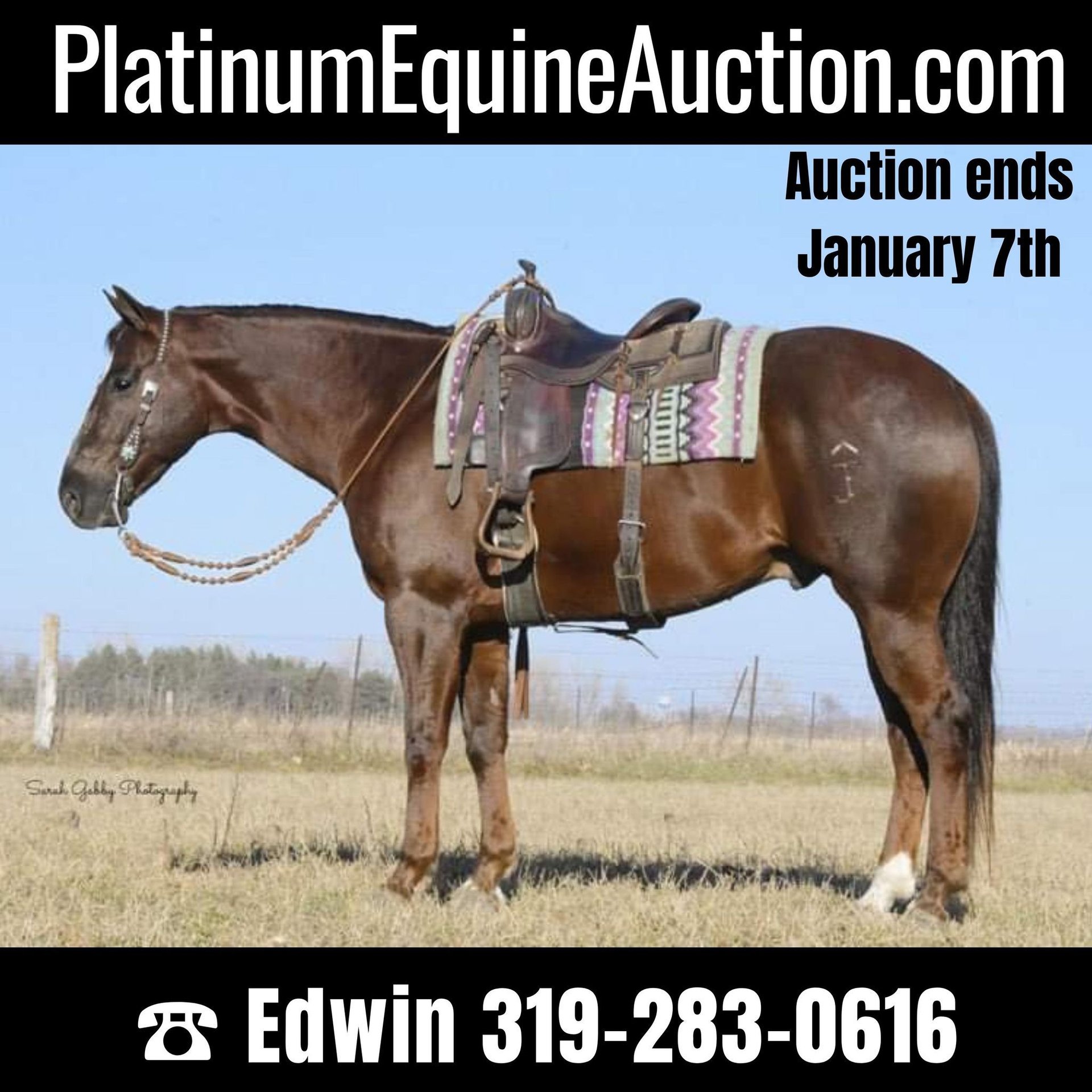 American Quarter Horse Wallach 9 Jahre 157 cm Dunkelfuchs in Fairbank IA