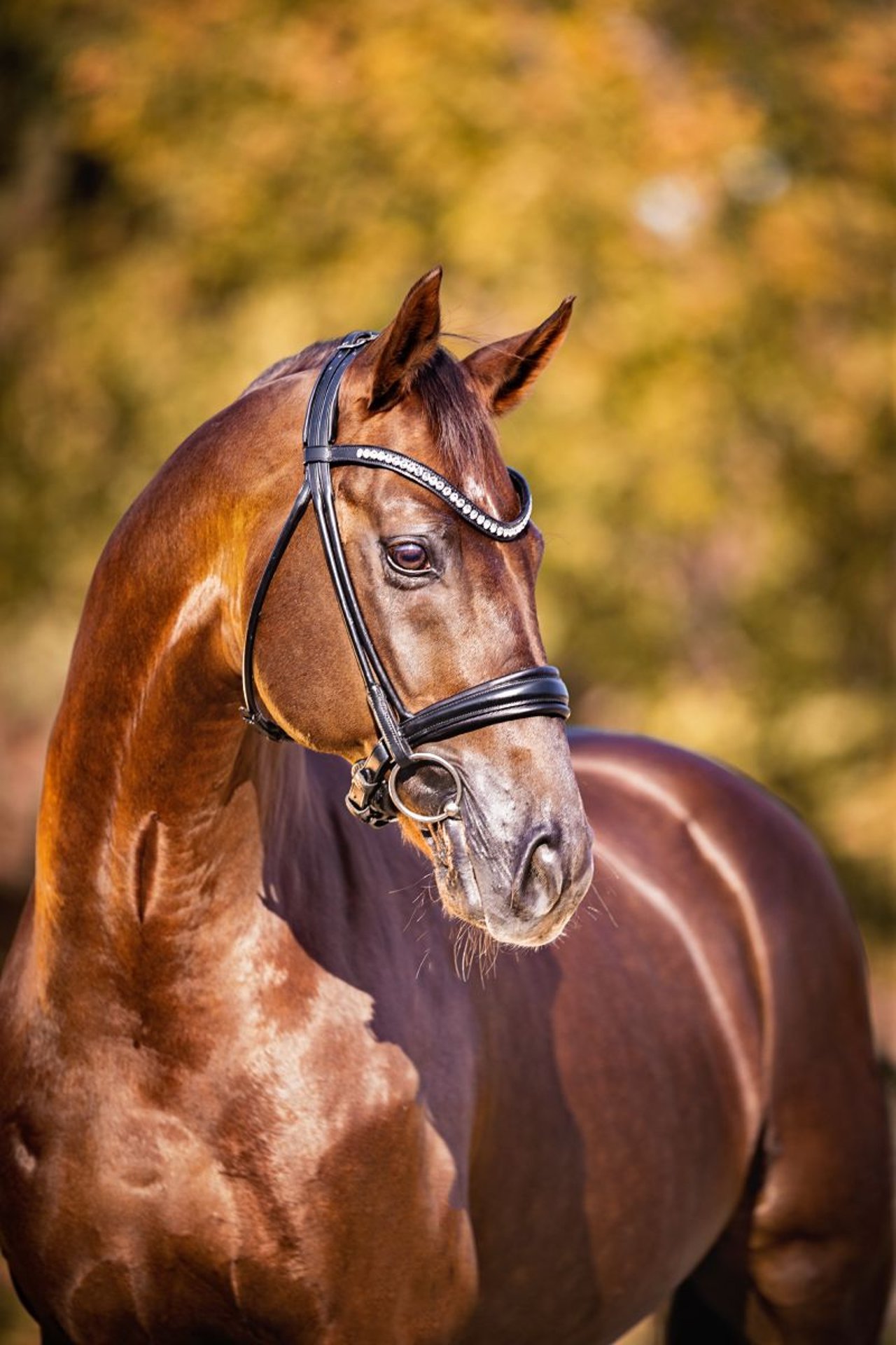 FIDERDANCE Oldenburg Stallion Chestnut-Red in Werder