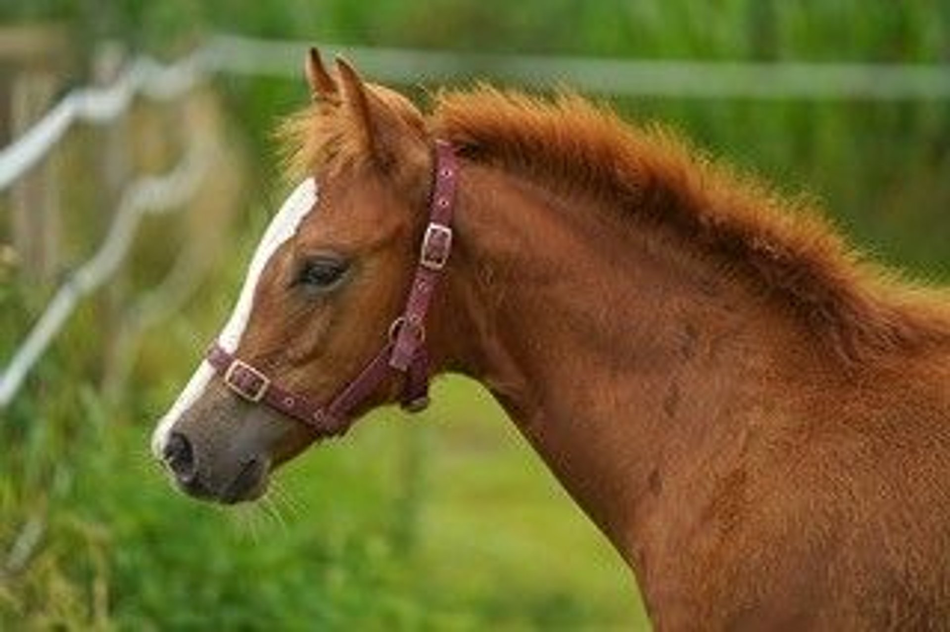 Caballo cuarto de milla Semental 1 año Alazán in Hoogeloon