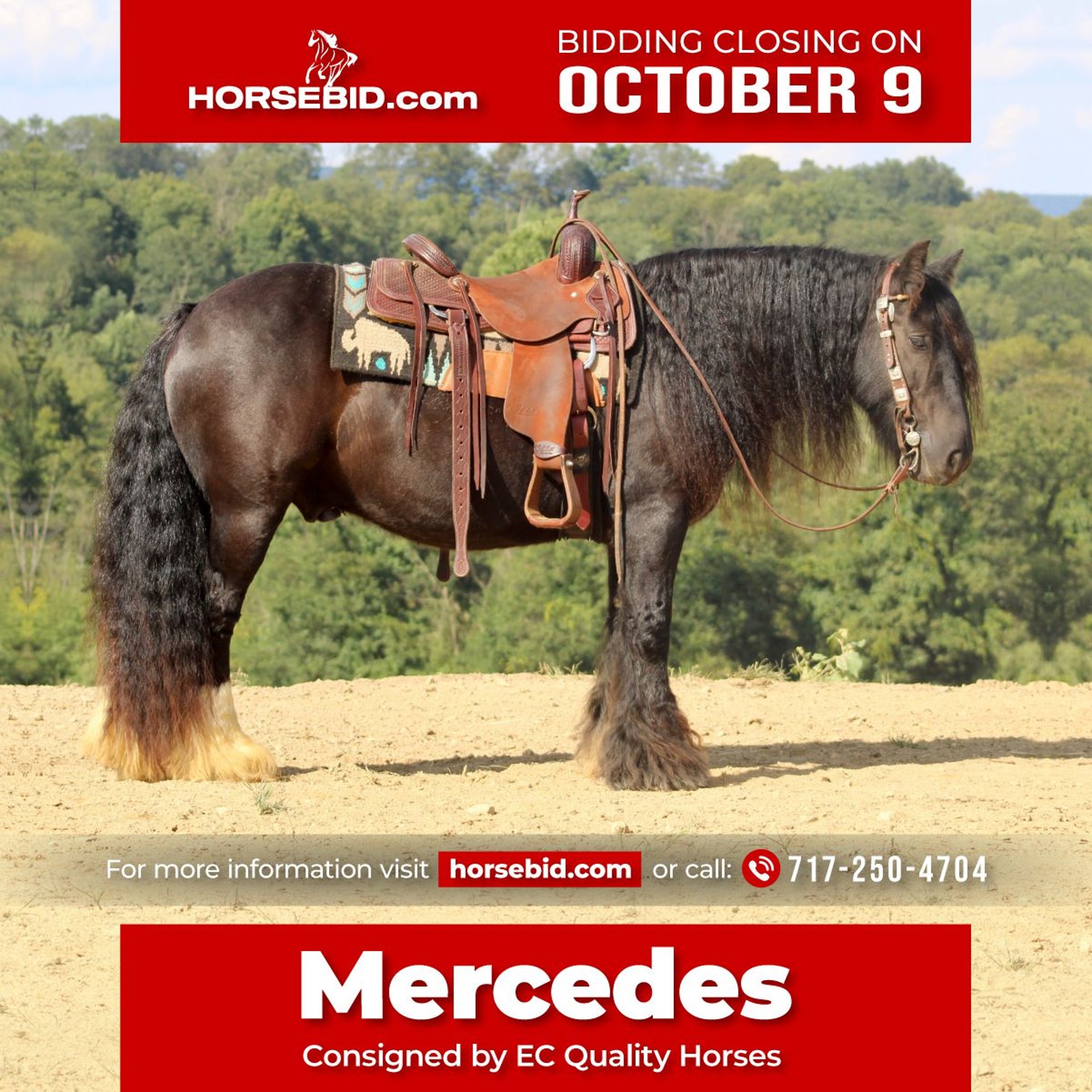 Gypsy Horse Gelding 10 years 13,1 hh Black in Beaver Springs