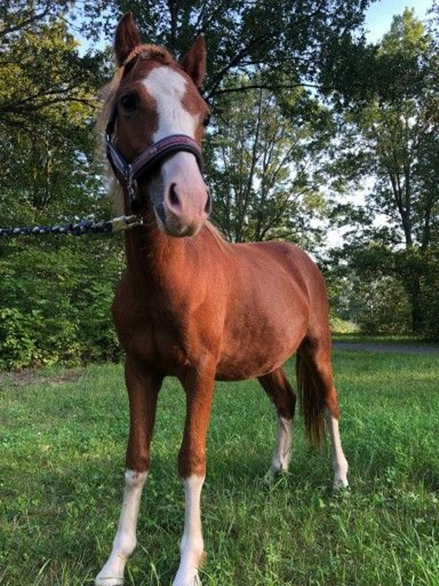Welsh A (Mountain Pony) Gelding 6 years 11,2 hh Chestnut-Red in Zossen ...