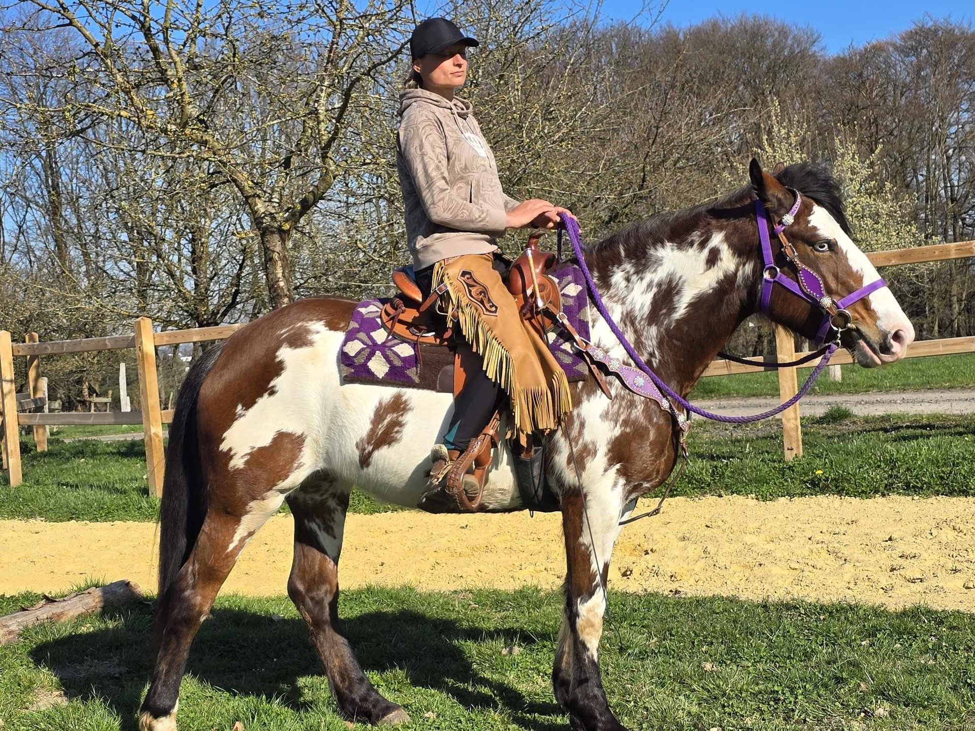 Paint Horse Stute 6 Jahre 151 cm Schecke in Linkenbach