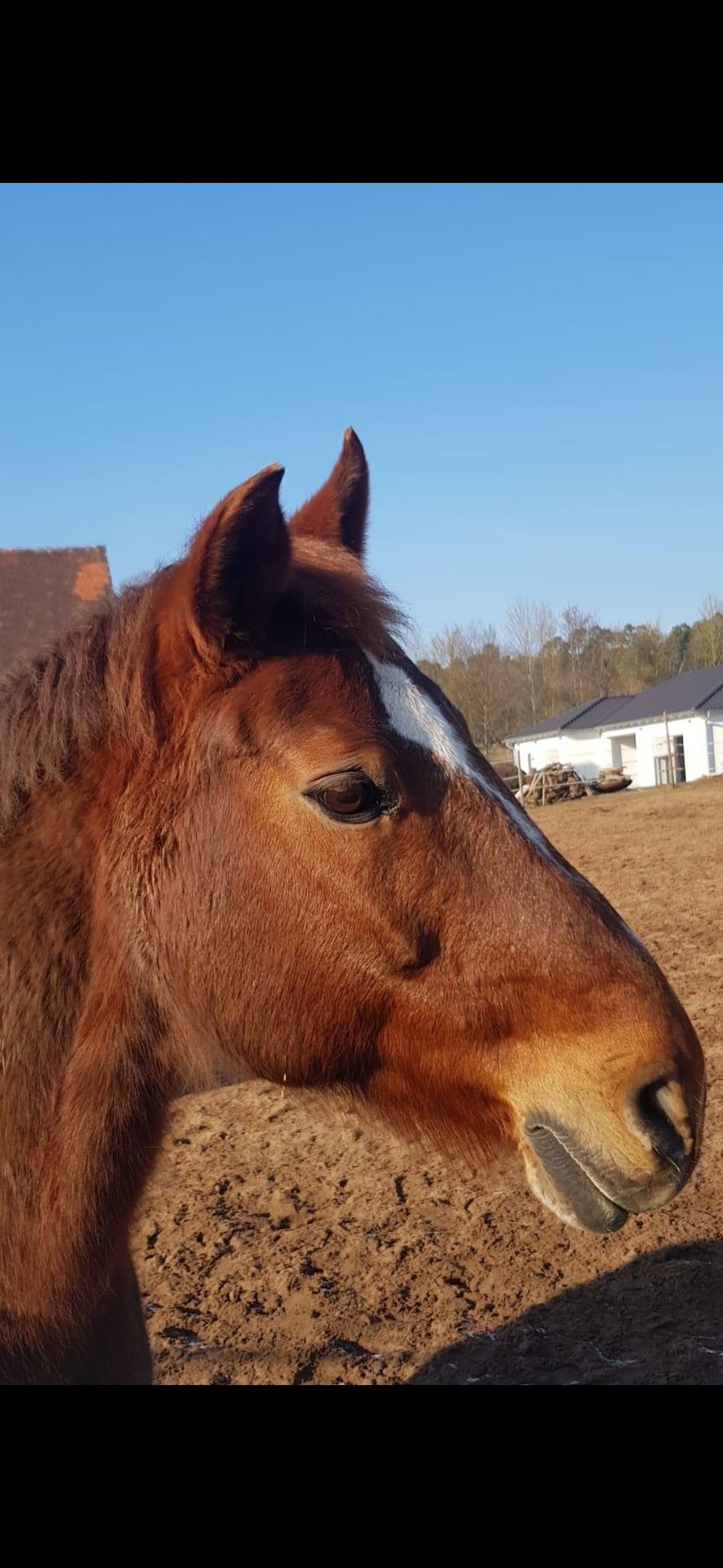 Zweibrücker Wallach 21 Jahre 165 cm Dunkelfuchs in Heilsbronn