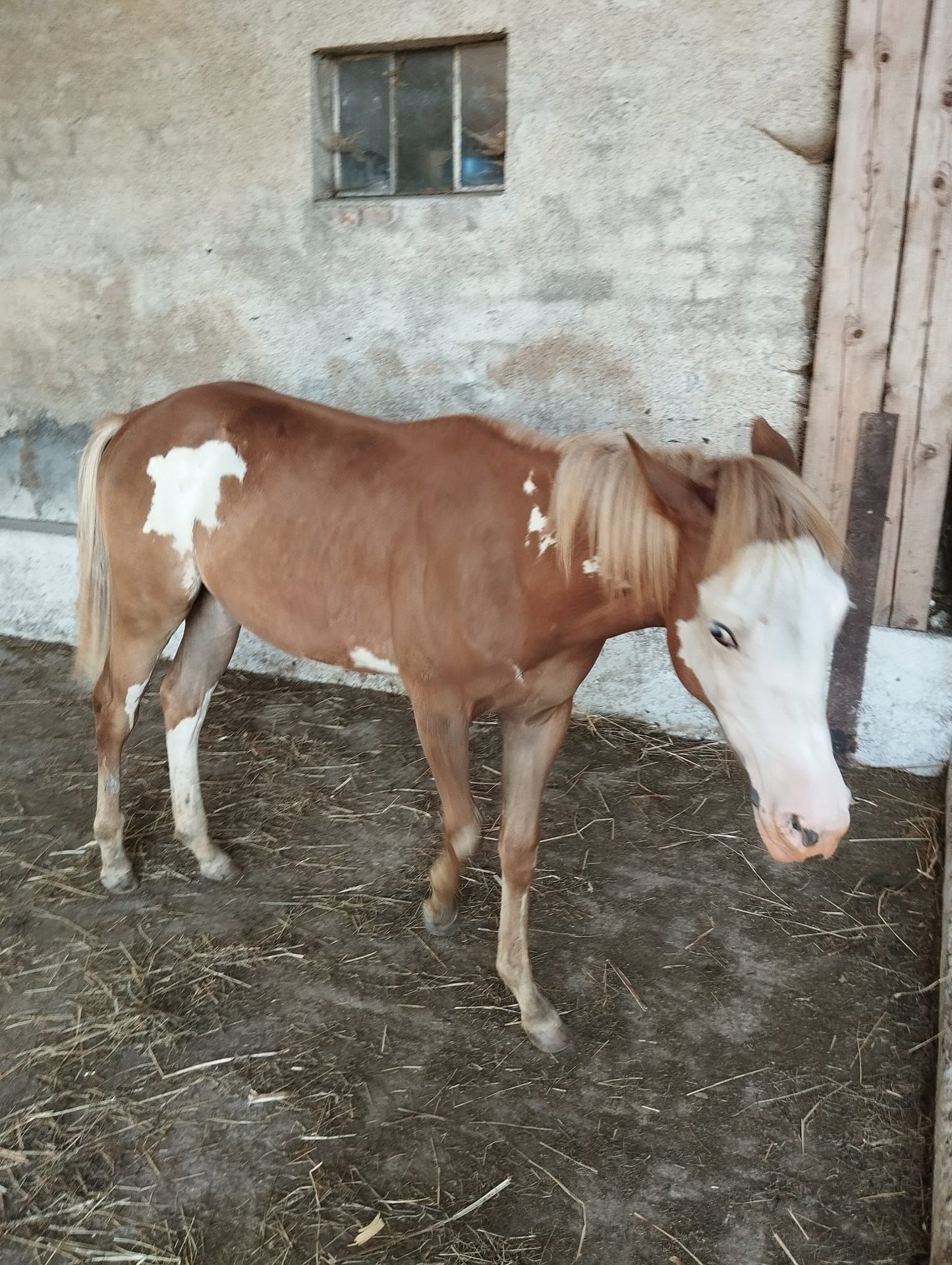 American Indian Horse Mix Mare 2 years Pinto in Ampflwang