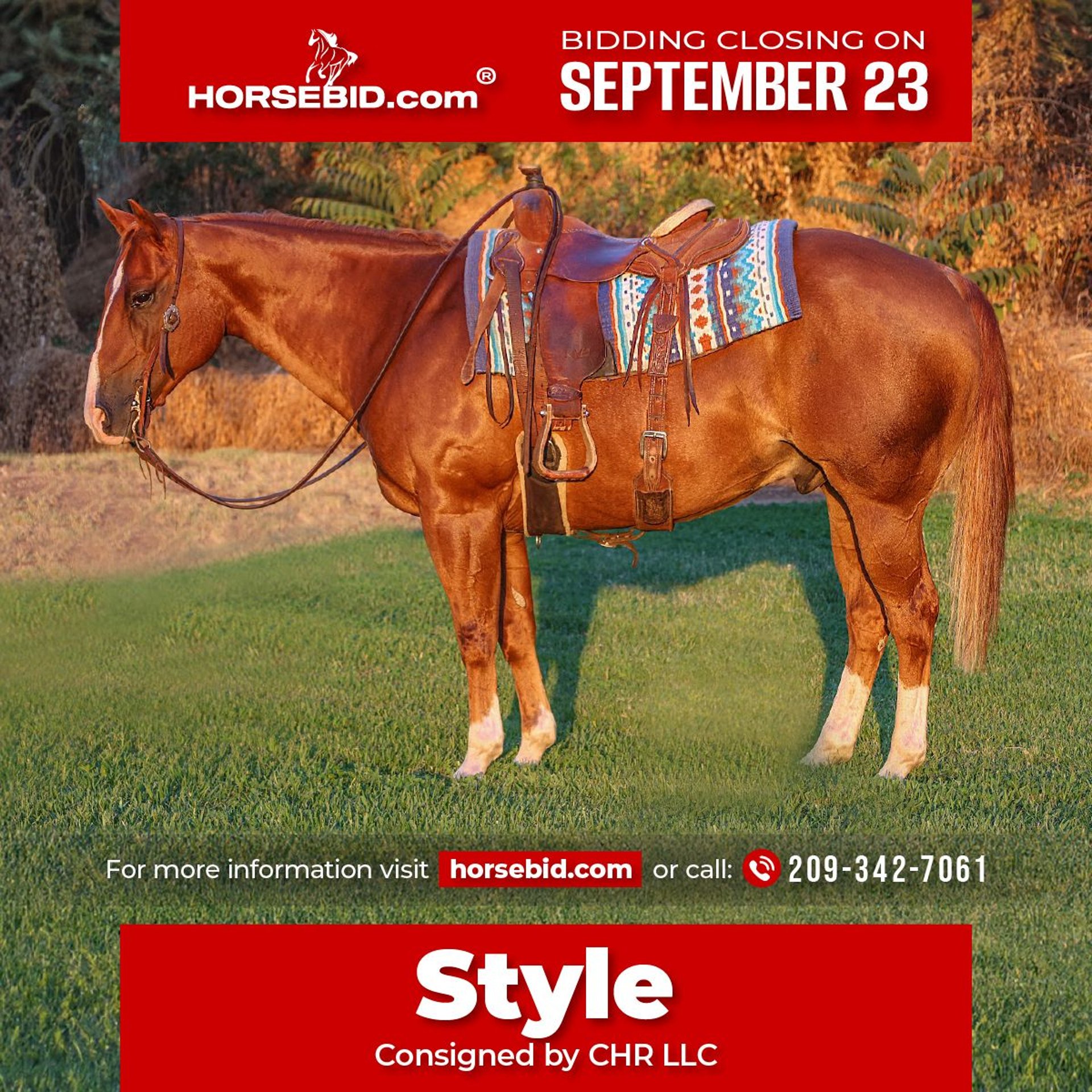 American Quarter Horse Gelding 10 years 14,3 hh Sorrel in Waterford, CA