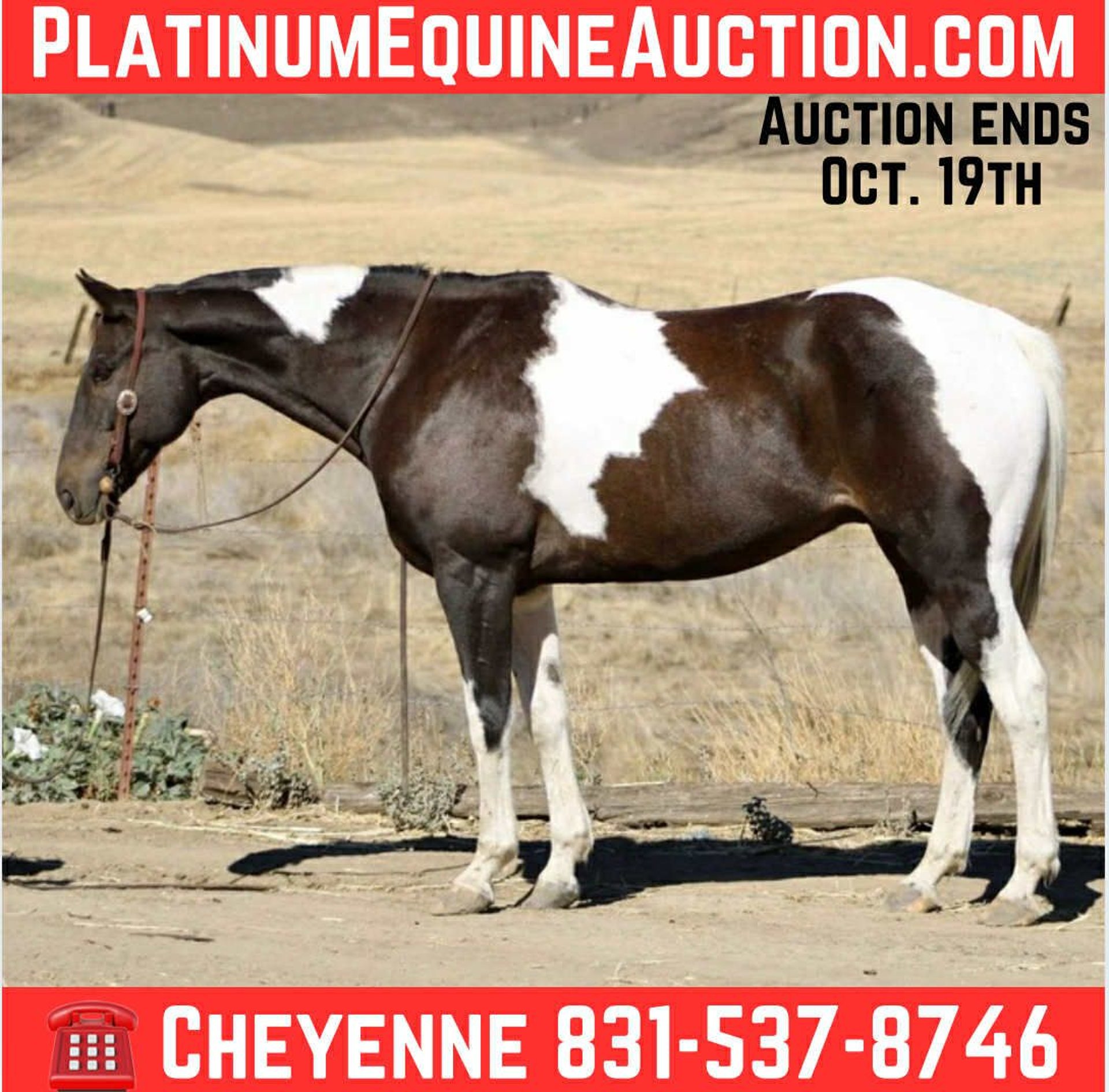 American Quarter Horse Wallach 13 Jahre 157 cm Rappe in Bitterwater, CA
