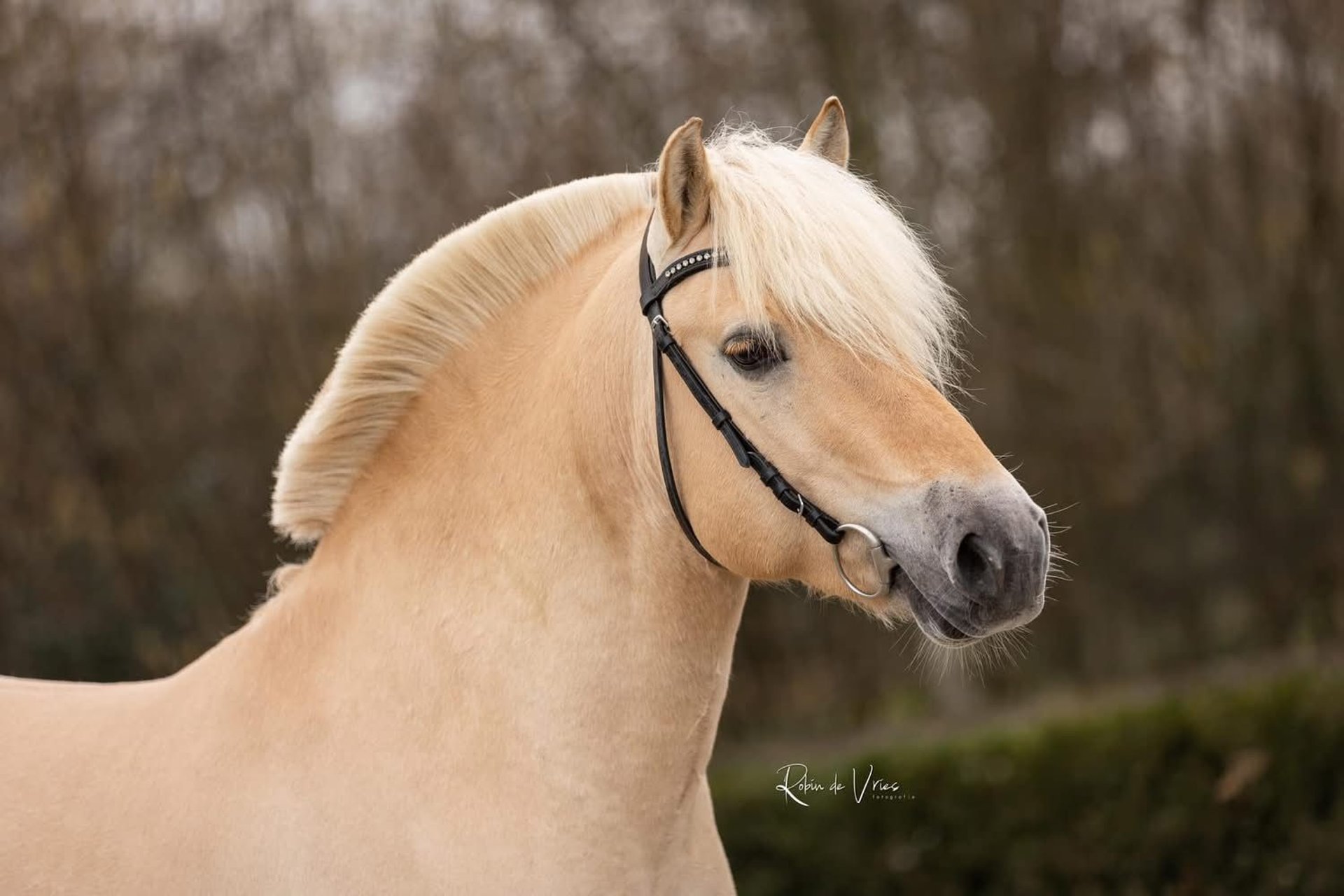 Fjord Horses Stallion Red Dun in Hijken