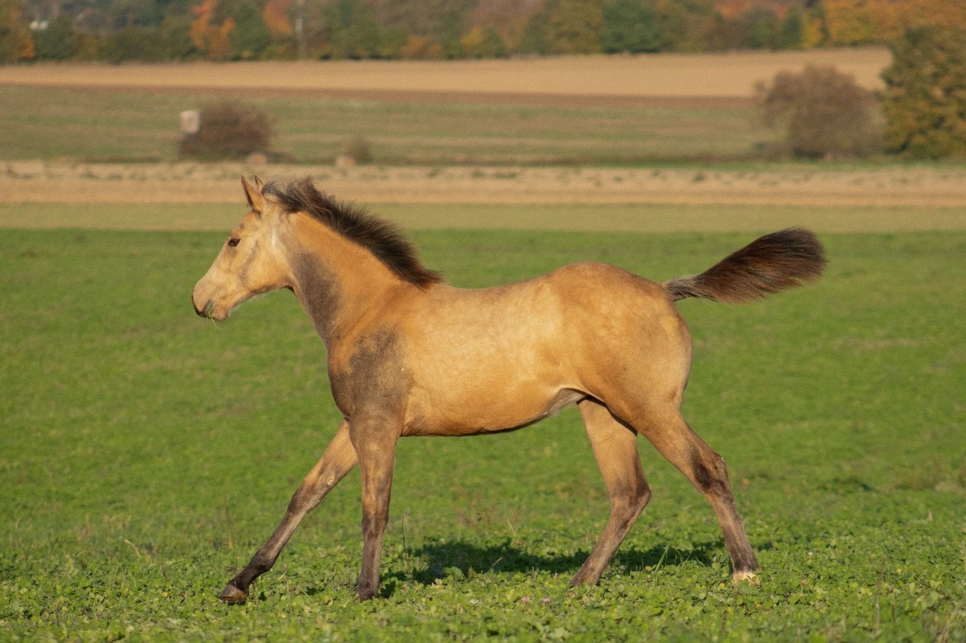 American Quarter Horse Mare 1 year 15,2 hh Buckskin in Nýrsko