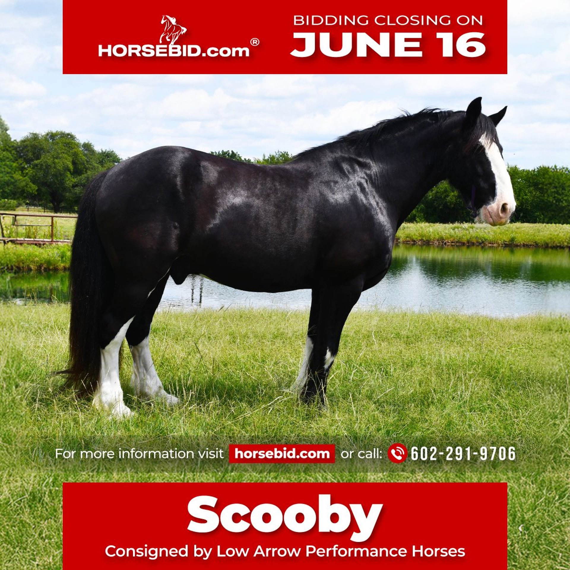 Shire Horse Mix Gelding 8 years 16,1 hh Black in Stephenville, TX