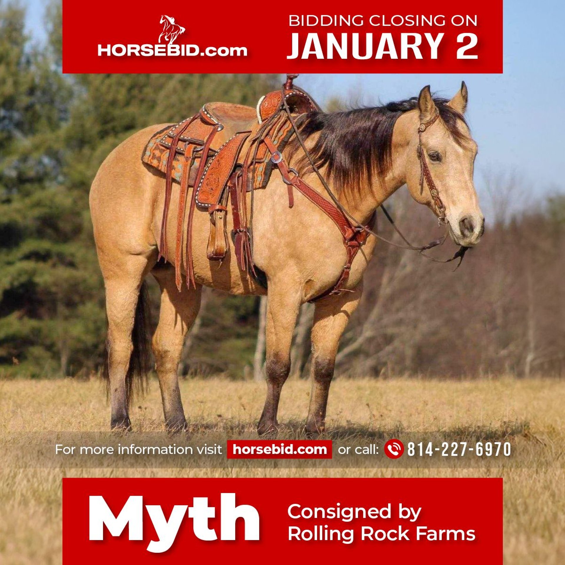 American Quarter Horse Gelding 13 years 15,2 hh in Clarion