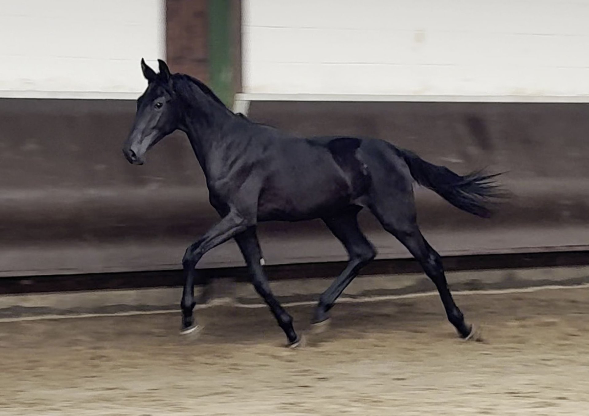 Oldenburg Gelding 2 years 16,1 hh Black in Bramsche