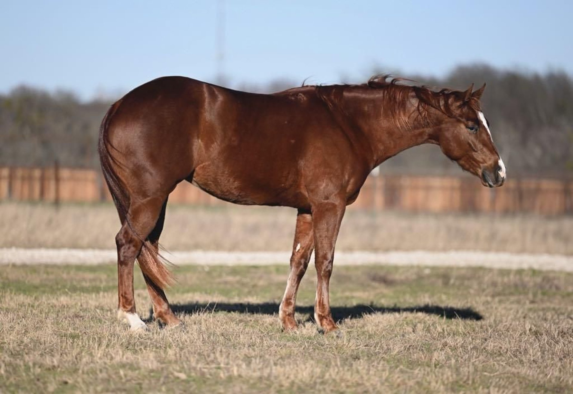American Quarter Horse Mare 3 years 14,2 hh Sorrel in Waco, TX